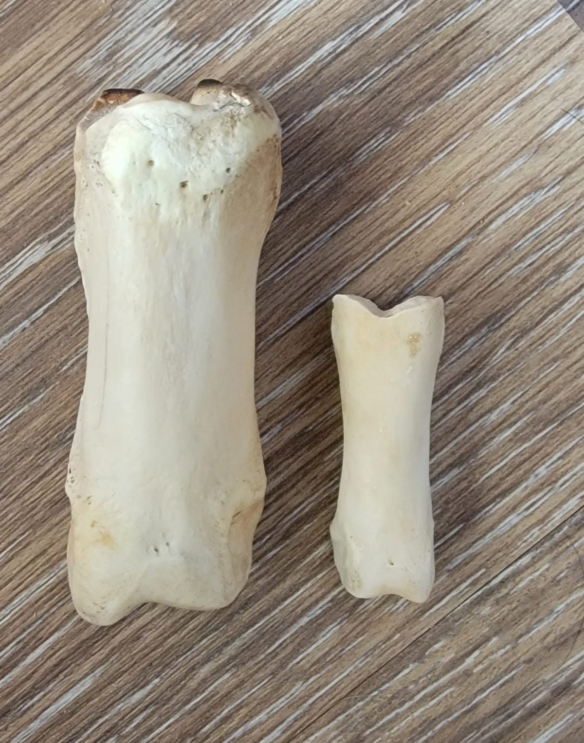 Elk and Deer Phalanges Proximal Bones | Feathers and Bones